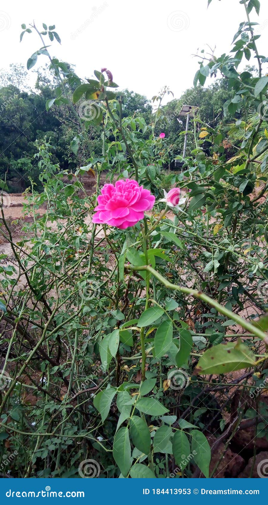 Rose Tree with Rose Flower Indian Flower Stock Image - Image of flower ...