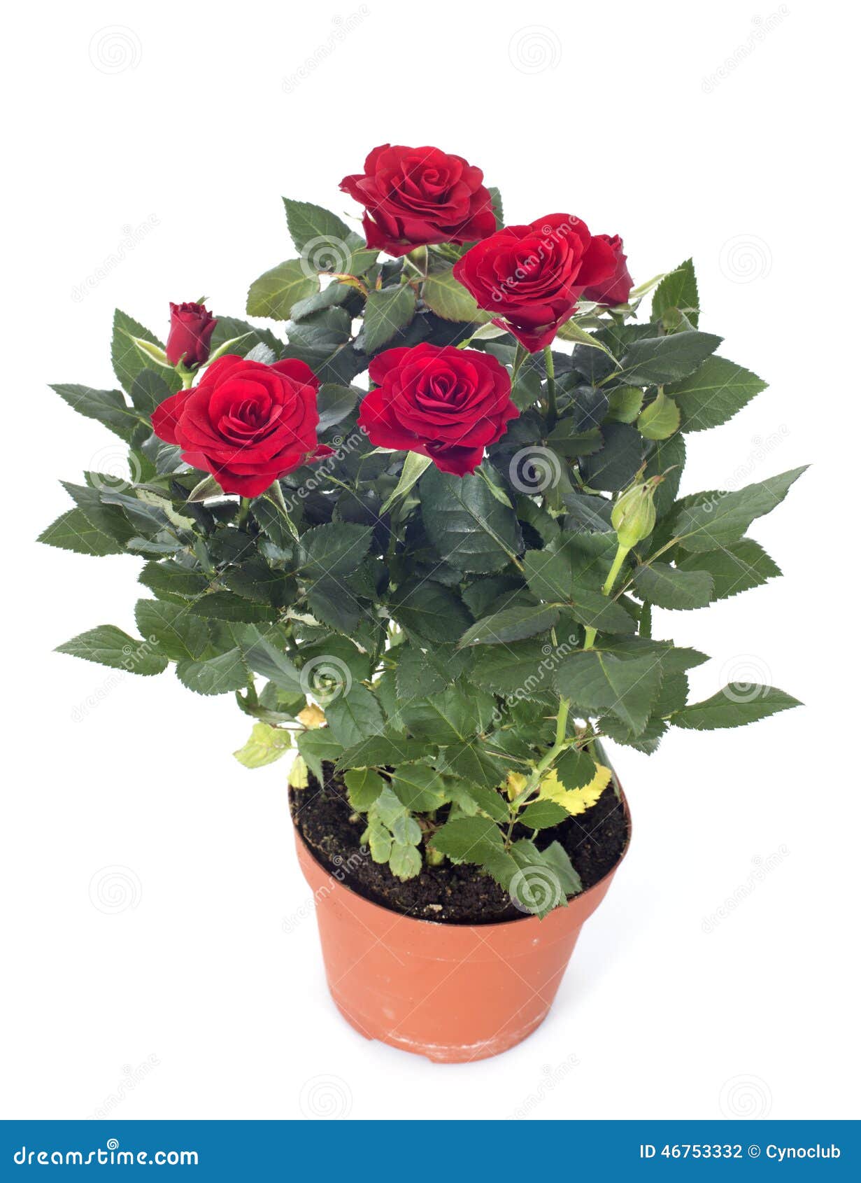 Rose-Tree With Pink Roses Stock Photo | CartoonDealer.com #93360402