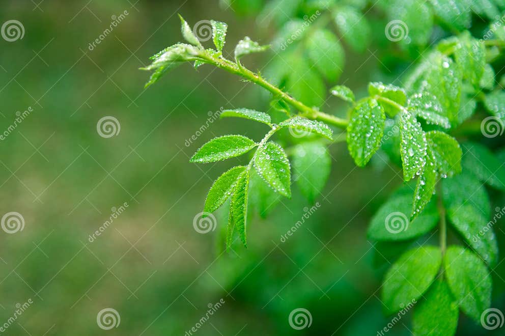 Rose Tree Leaf with Water Drops Stock Image - Image of bright, closeup ...
