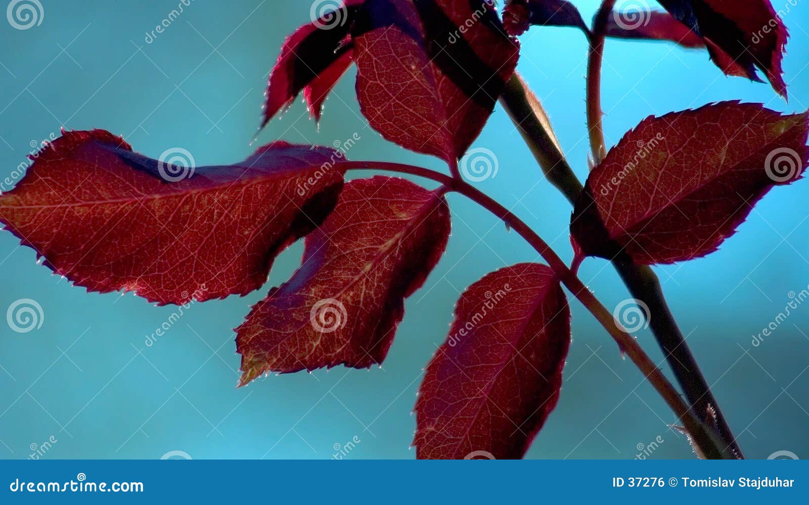 Rose tree leaves stock photo. Image of nature, autumn, fall - 37276