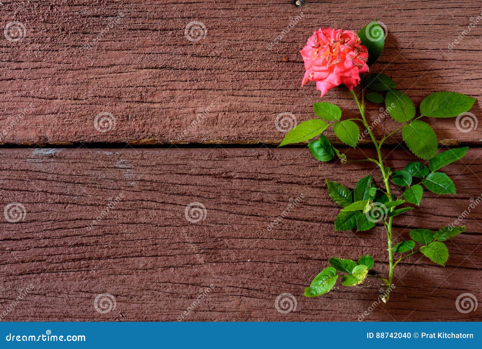 Rose Tree on Old Wood Texture Stock Photo - Image of grain, light: 88742040