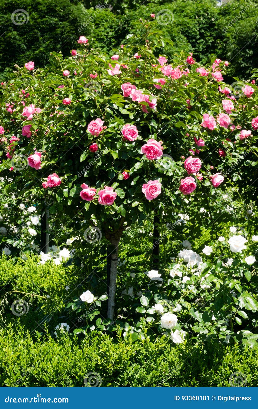 Rose-Tree with pink roses stock image. Image of hybrid - 93360181