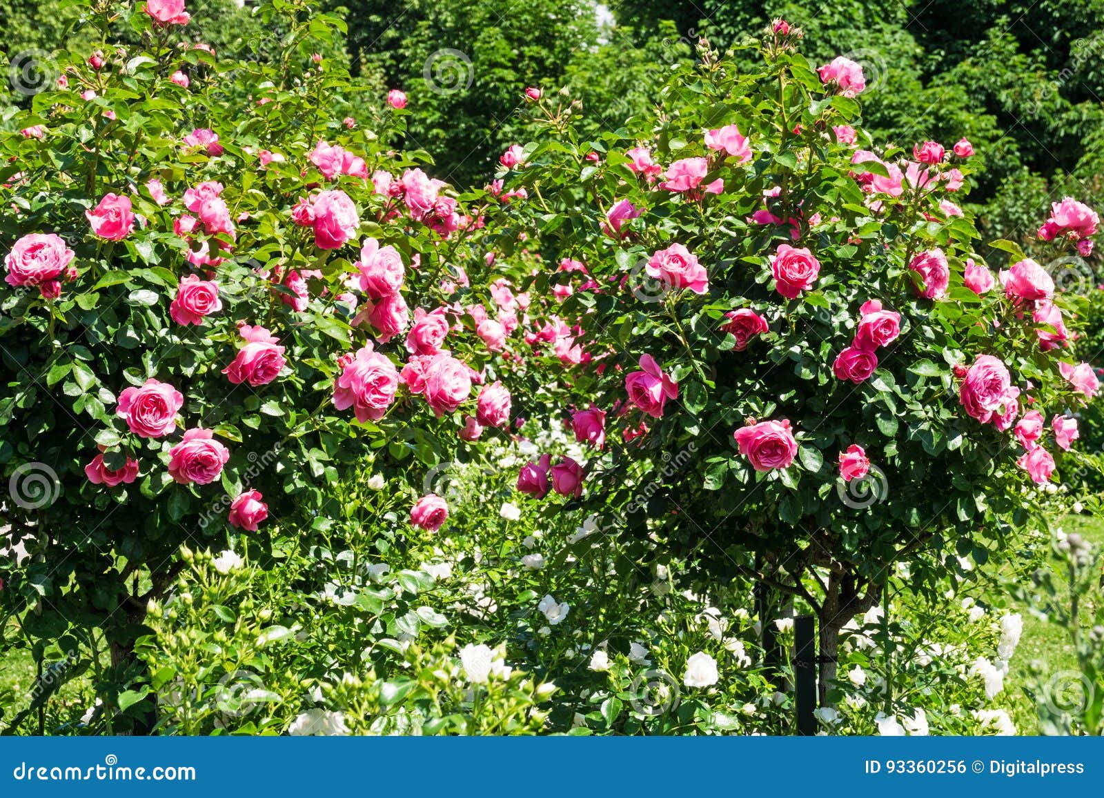 Rose Tree Leaves Royalty-Free Stock Image | CartoonDealer.com #37276