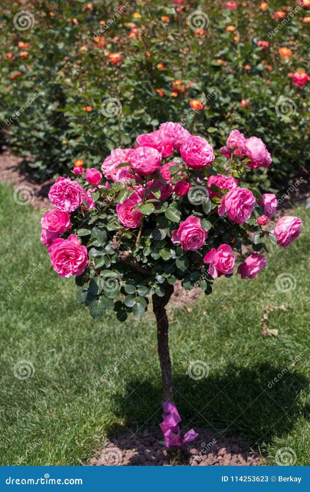 Rose Tree with Pink Roses in a Garden Stock Image - Image of flora ...