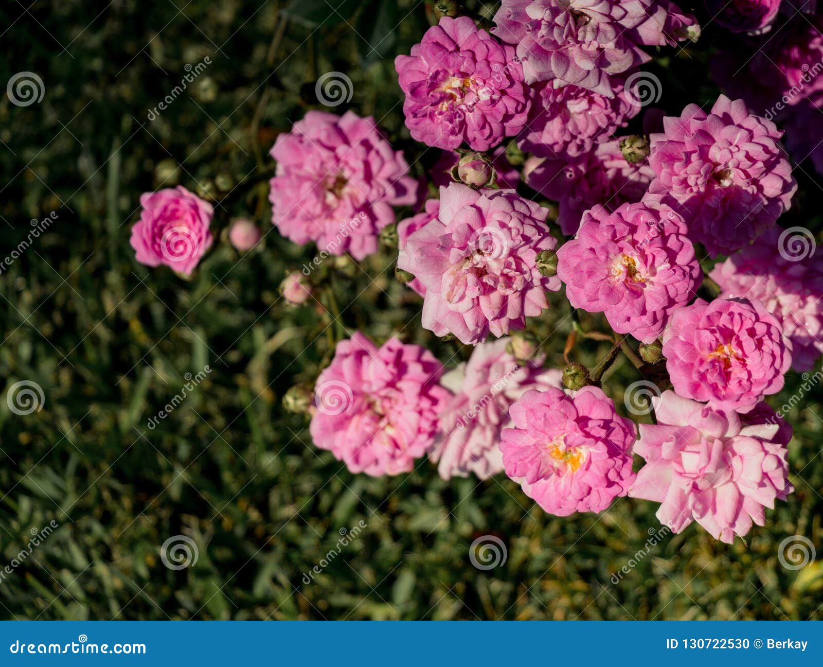 Rose Tree with Pink Roses in a Garden Stock Photo - Image of gardening ...