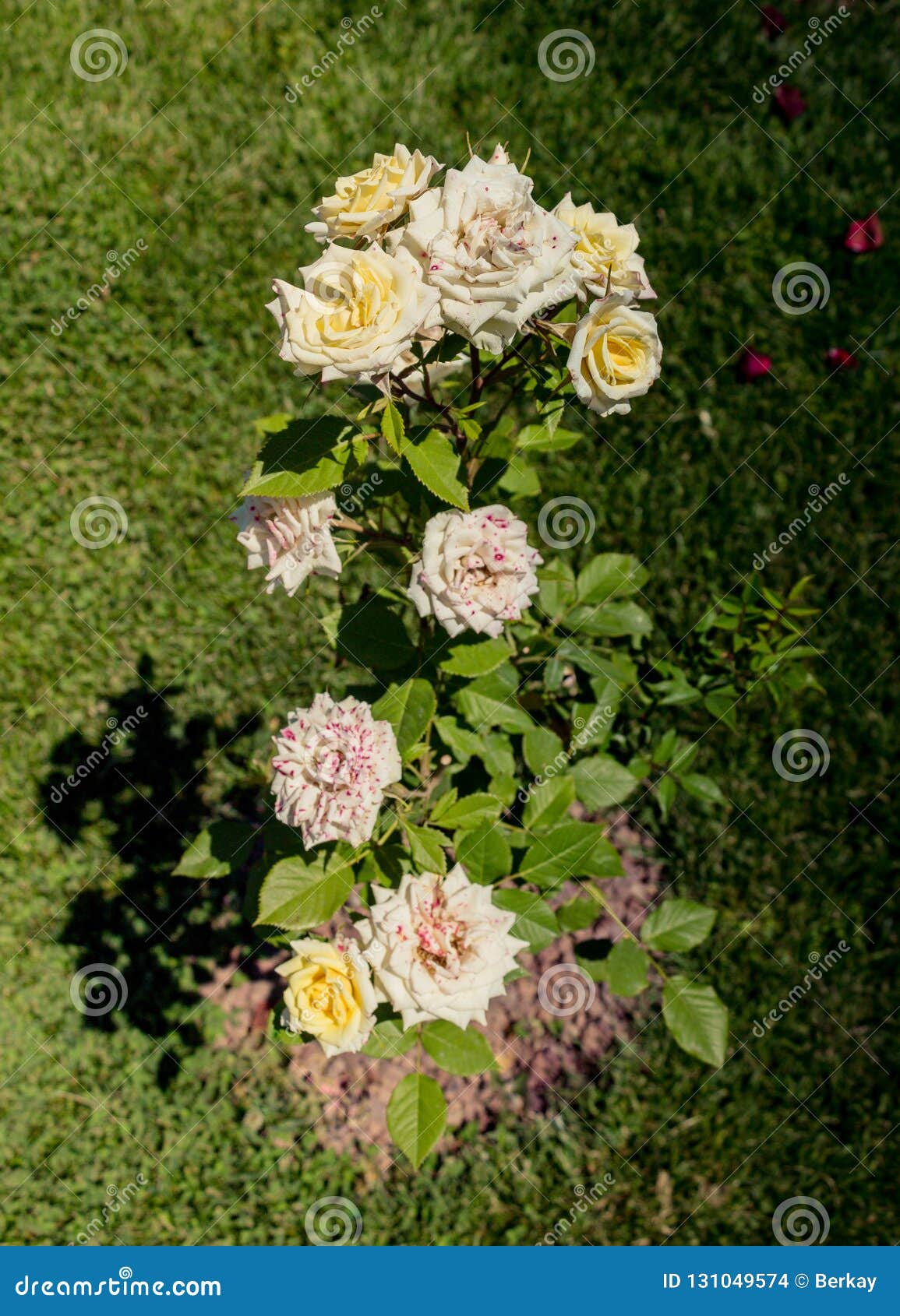 Rose Tree with Pink Roses in a Garden Stock Photo - Image of bloom ...