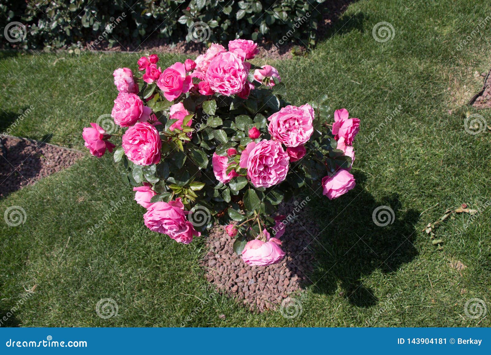 Rose Tree with Pink Roses in a Garden Stock Image - Image of nature ...