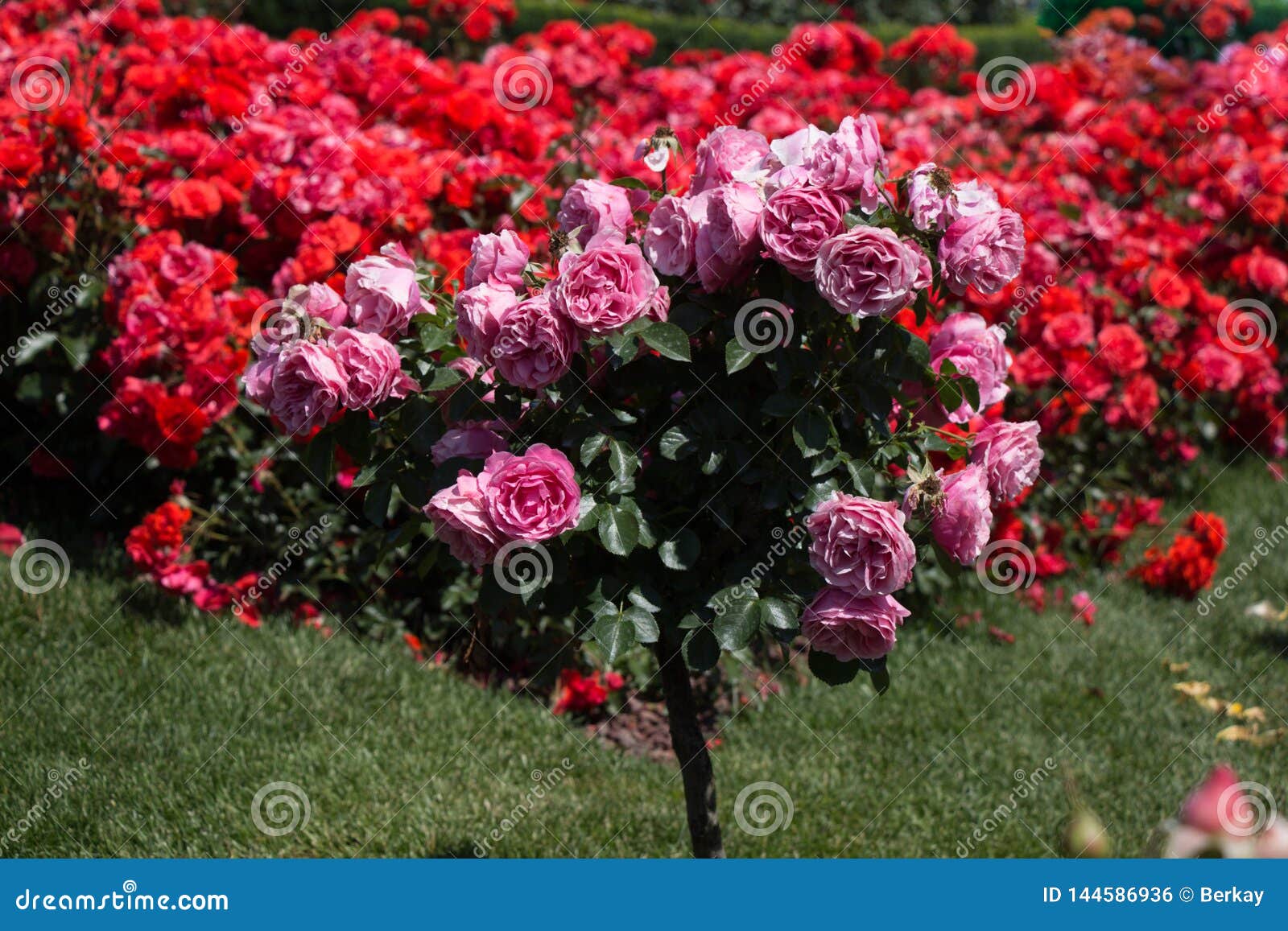 Rose Tree with Pink Roses in a Garden Stock Photo - Image of gardening ...