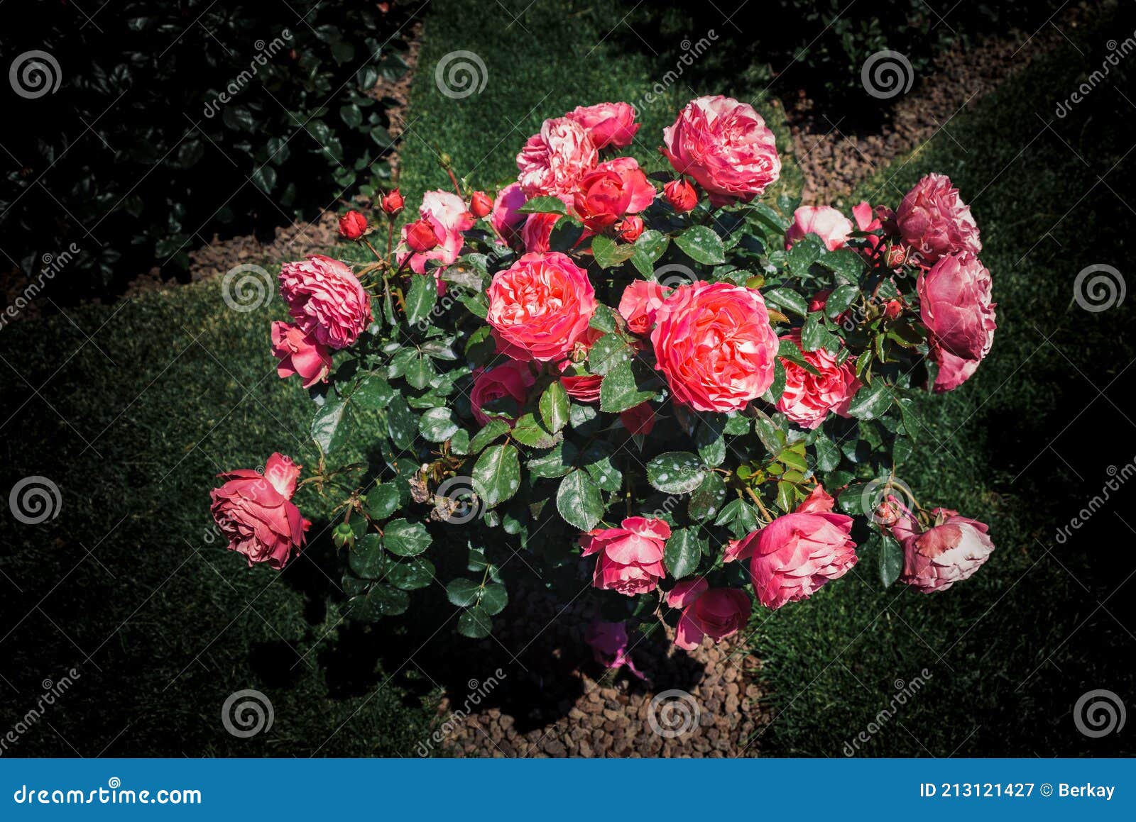 Rose Tree with Pink Roses in a Garden Stock Image - Image of bush, pink ...