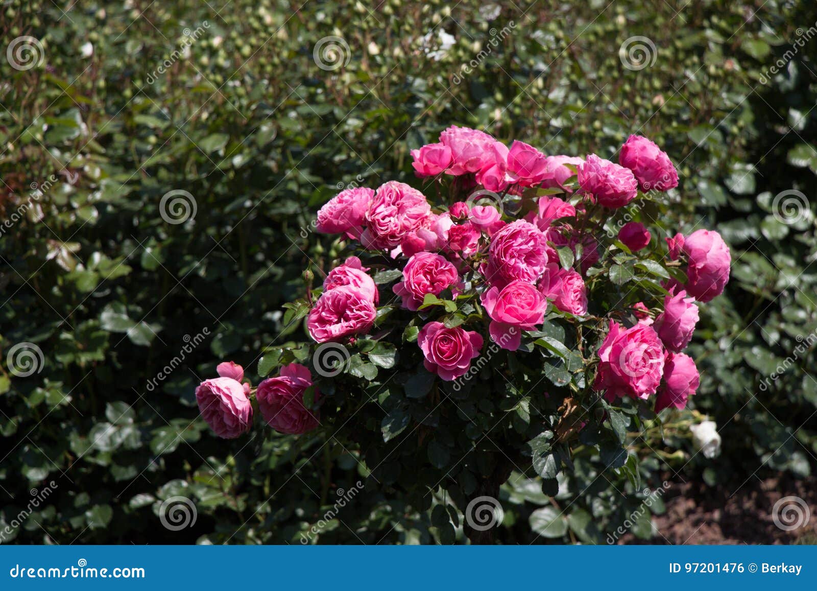 Rose Tree with Pink Roses in a Garden Stock Photo - Image of rosetree ...