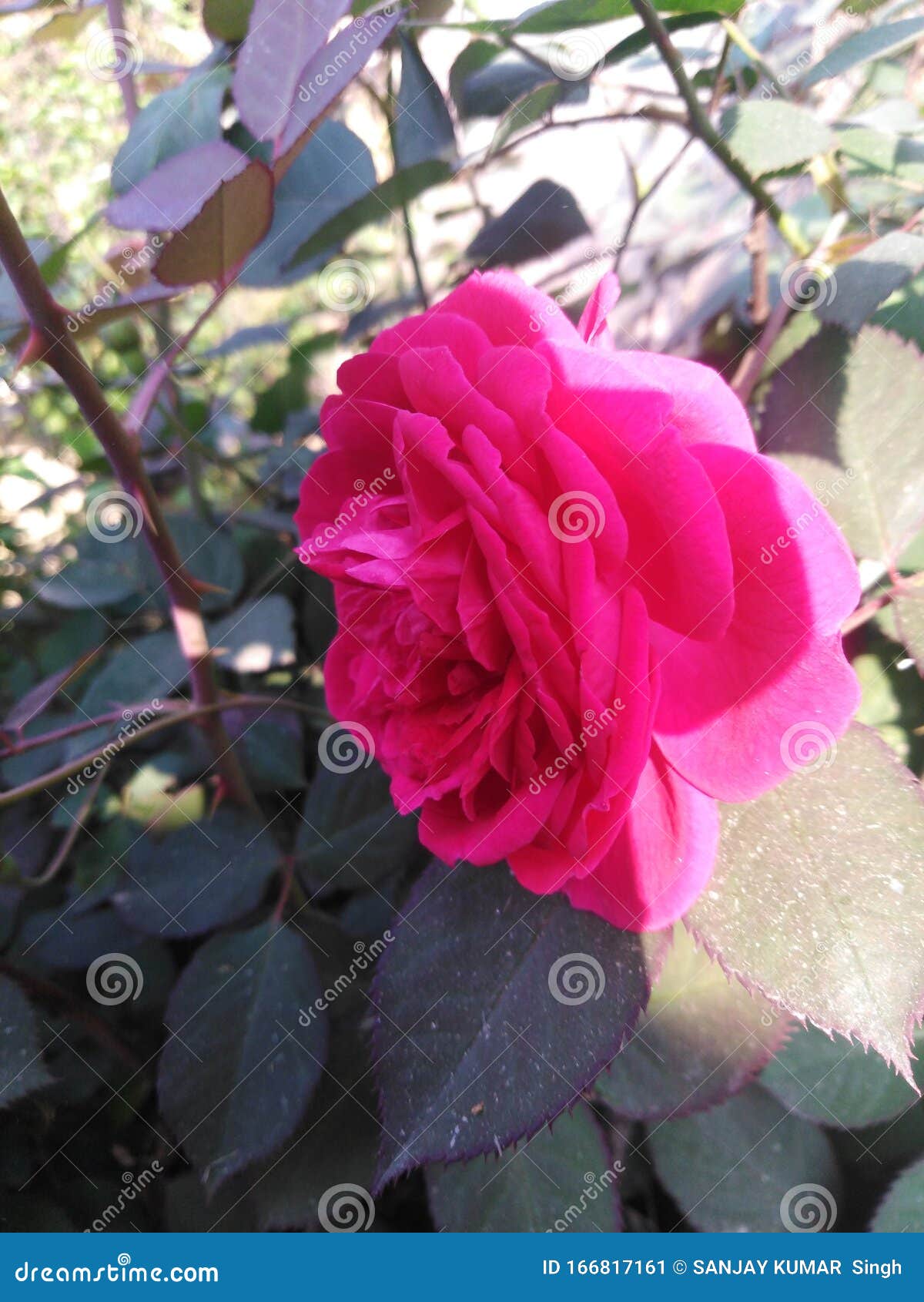 Rose Tree Plant Flower Gulab Indian Flower Stock Image - Image of gulab ...