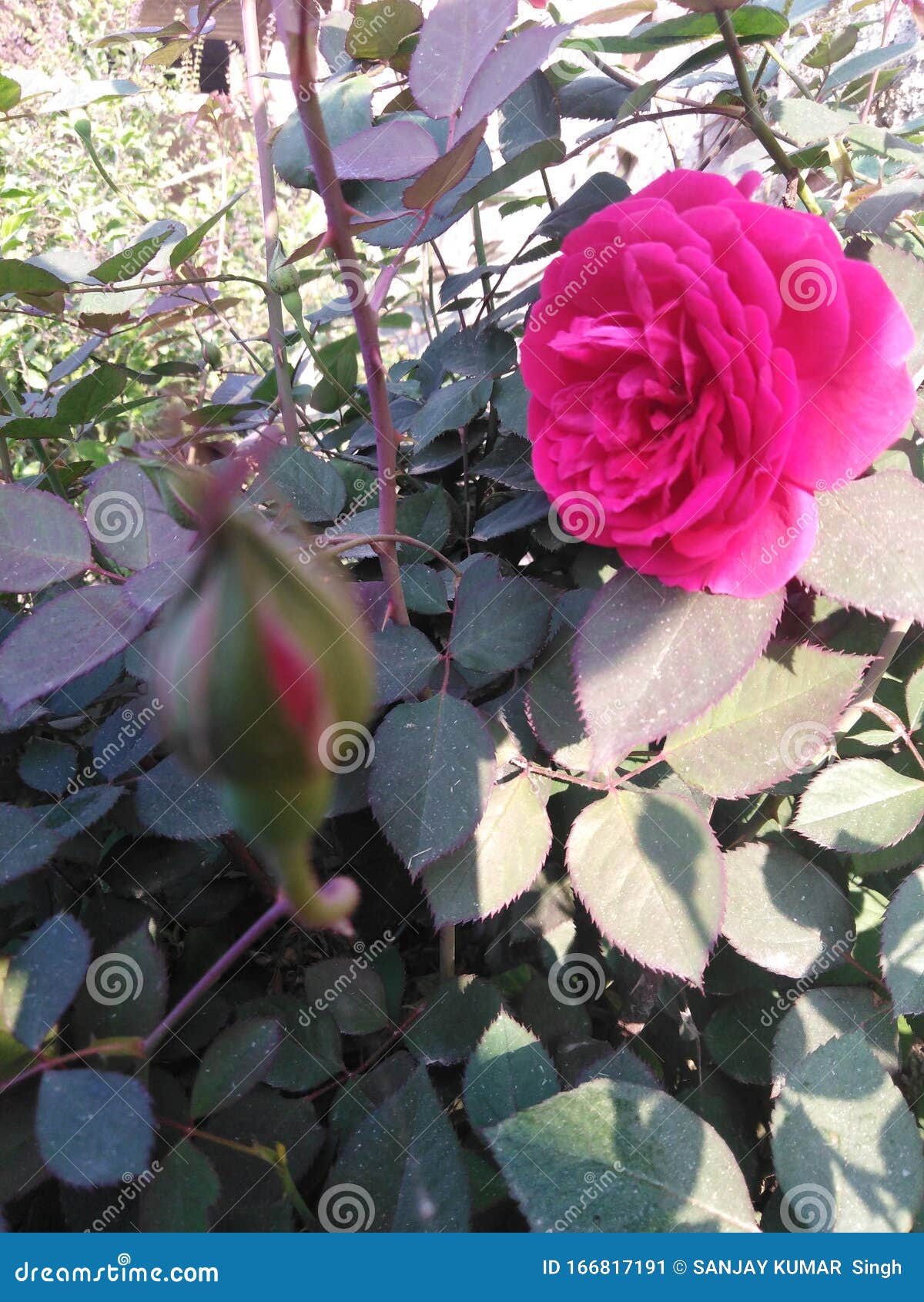 Rose Tree Plant Flower Gulab Indian Flower Stock Image - Image of ...