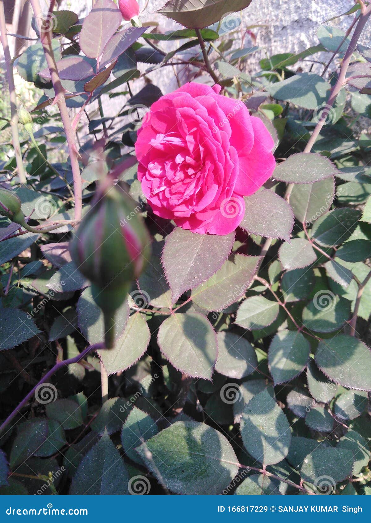 Rose Tree Plant Flower Gulab Indian Flower Stock Image - Image of plant ...