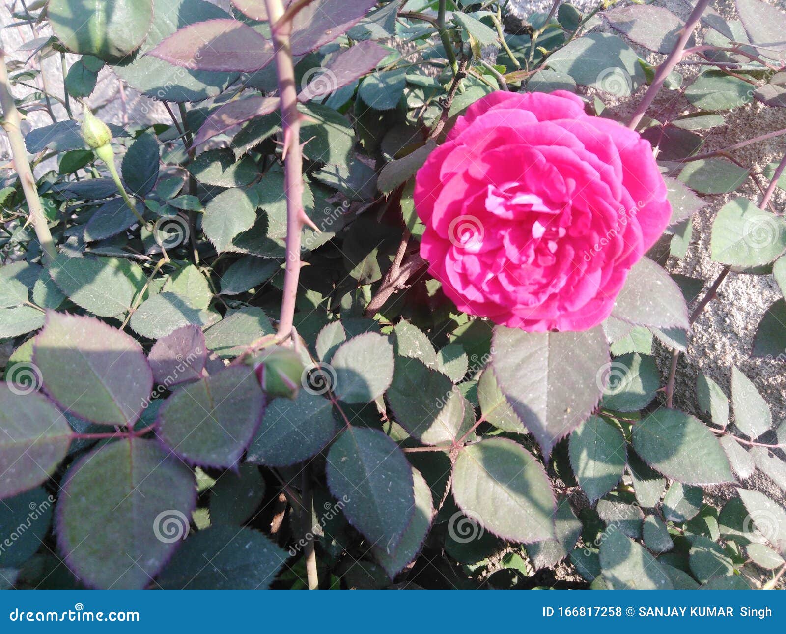 Rose Tree Plant Flower Gulab Indian Flower Stock Photo - Image of rose ...