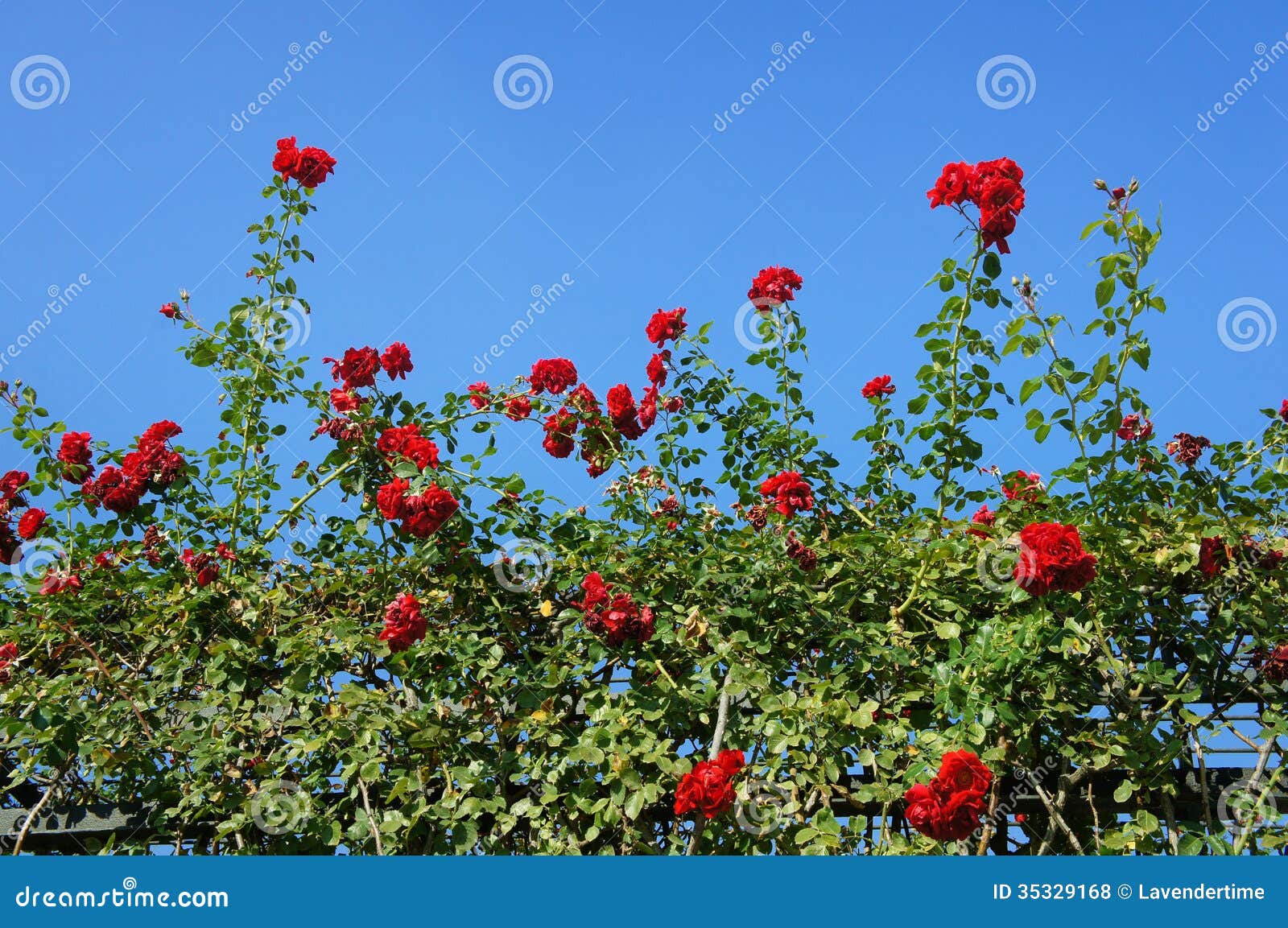 Rose tree texture stock photo. Image of leaves, plants - 35329168