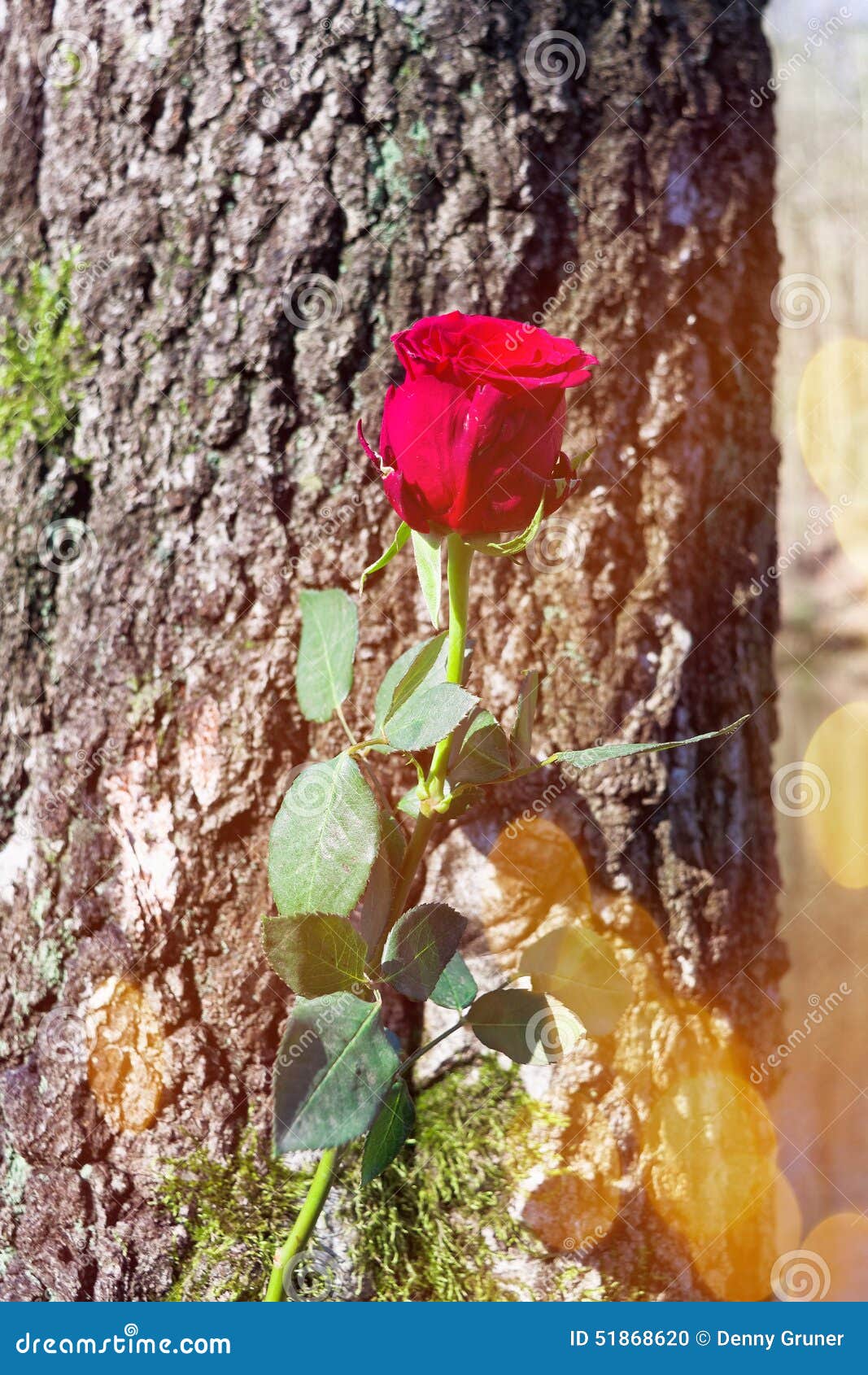 Rose on tree trunk stock photo. Image of smell, trunk - 51868620