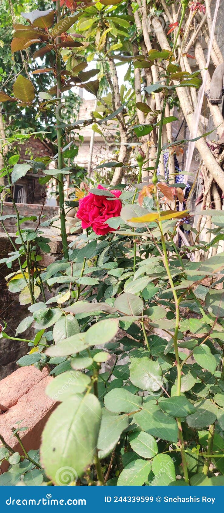 Rose tree wallpaper stock image. Image of wall, nicewallpaper - 244339599