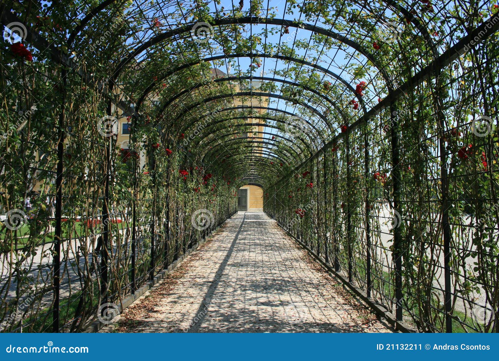 Rose tunnel stock image. Image of garden, green, arch - 21132211