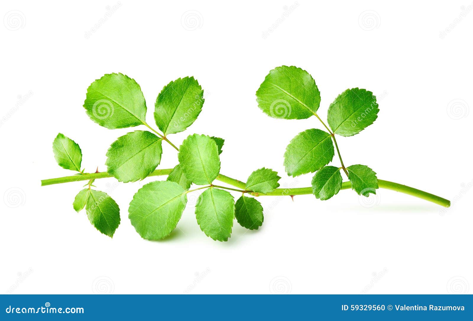 Rose Twig with Leaves Isolated Stock Photo - Image of color, single ...