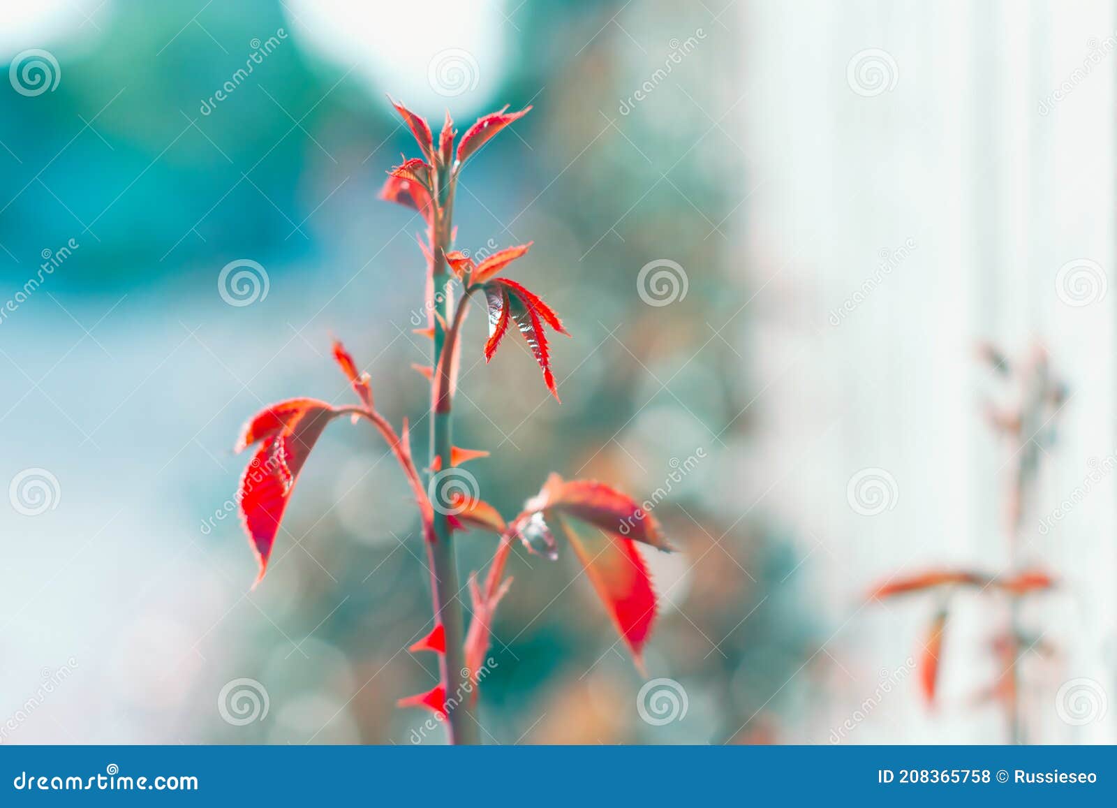 Rose twig with red leaves stock photo. Image of beautiful - 208365758