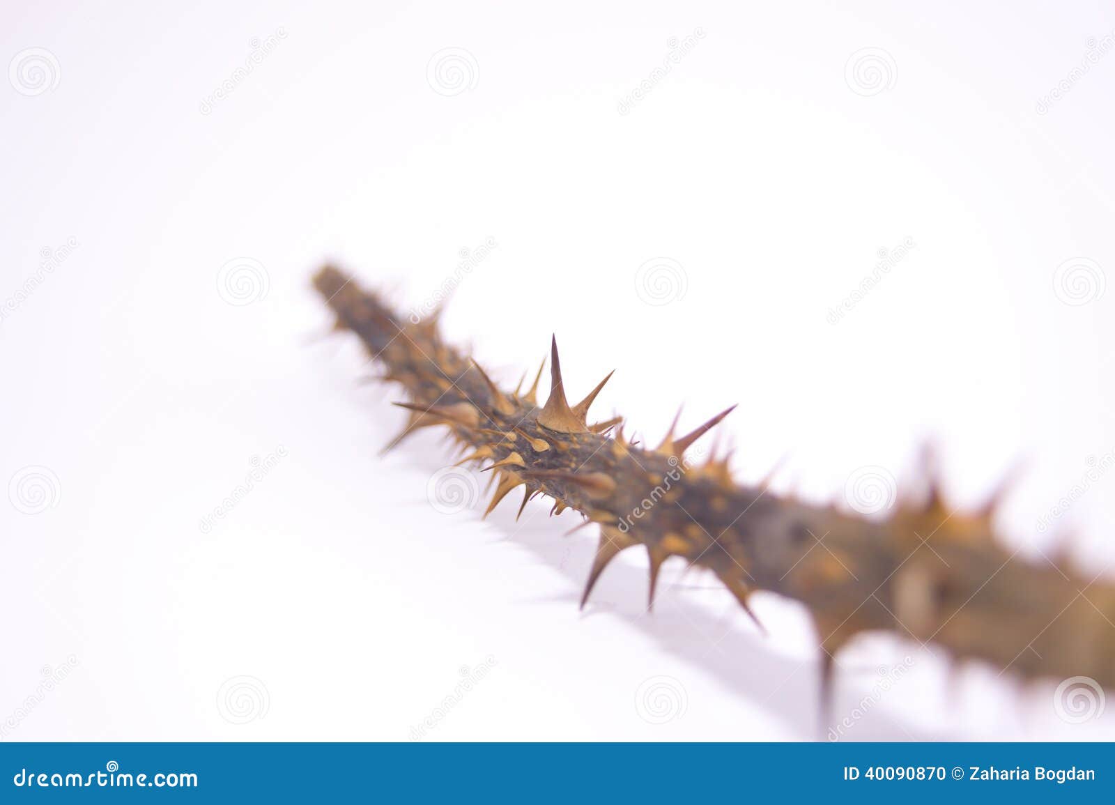 Rose twig with thorns stock photo. Image of stem, symbolic - 40090870