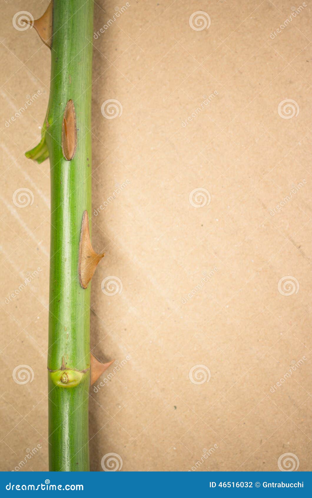 Rose twig stock photo. Image of decoration, close, flower - 46516032