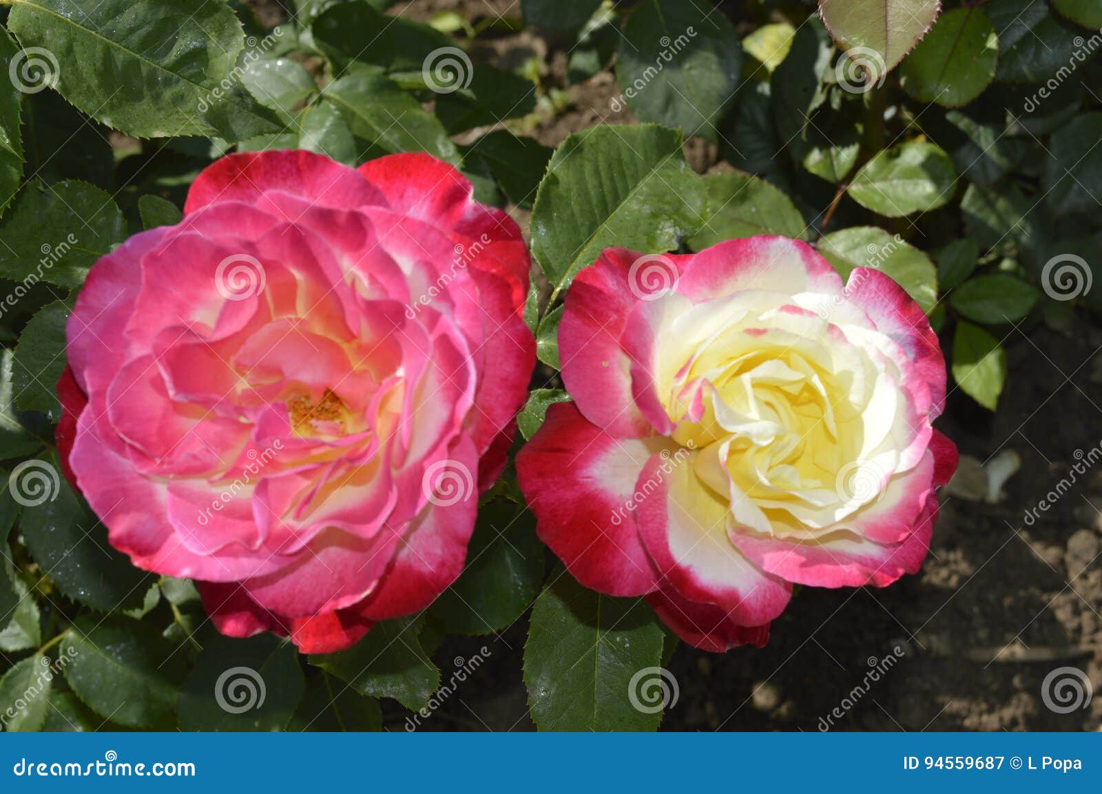 Rose in two color . stock image. Image of nature, bicoloured - 94559687