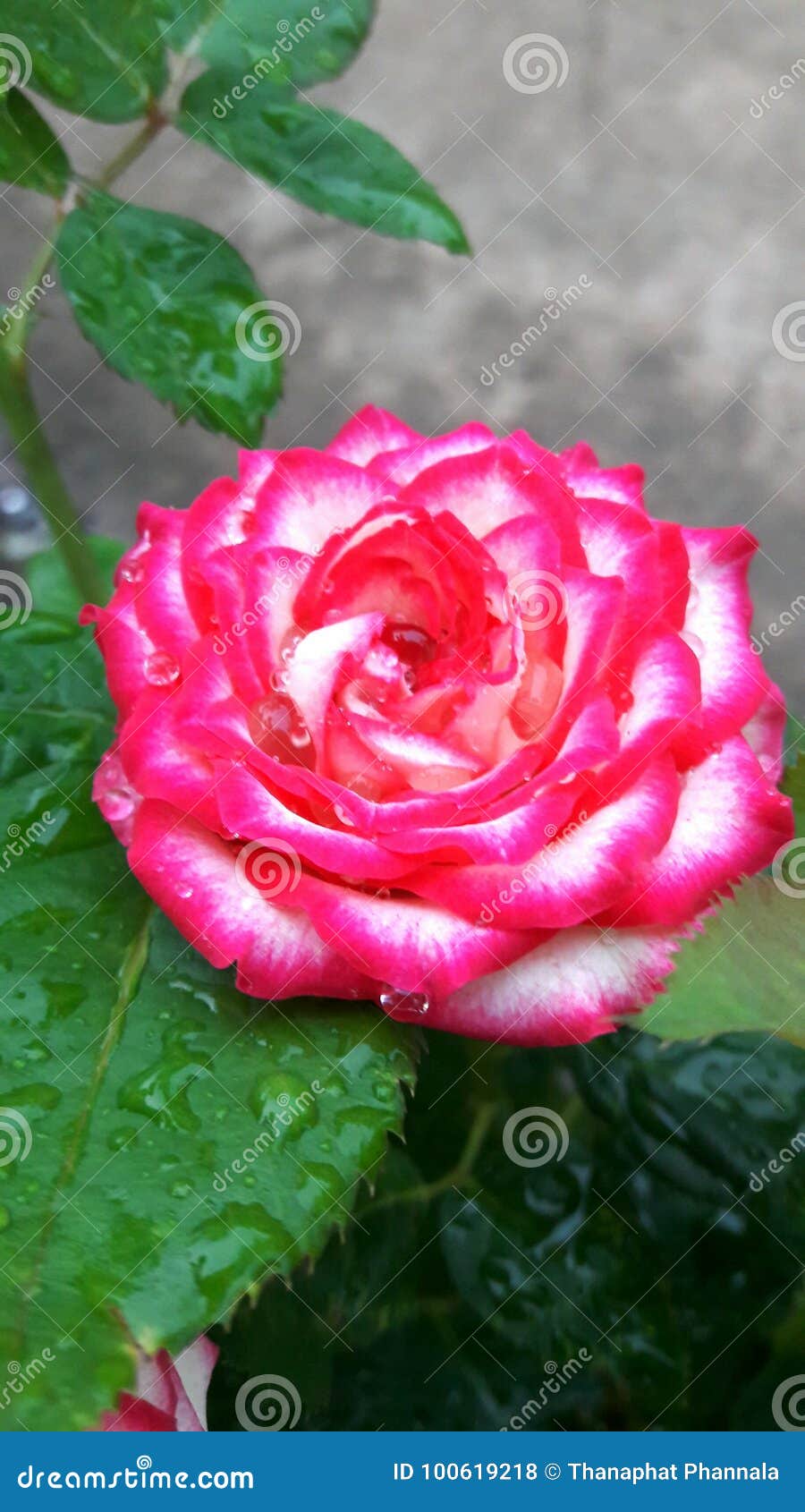 Rose stock photo. Image of begonia, garden, petal, color - 100619218