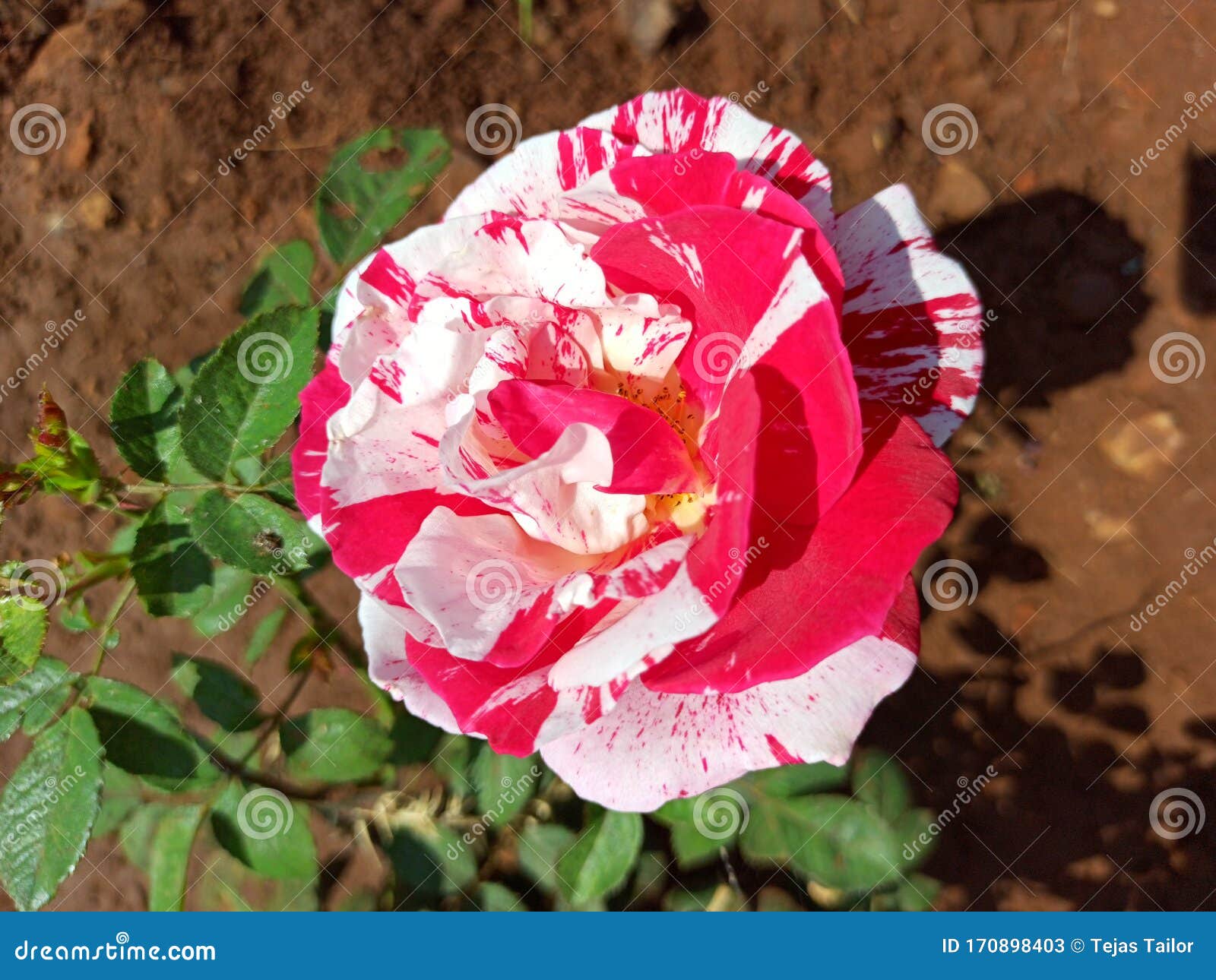 Rose in two colors stock image. Image of colors, color - 170898403