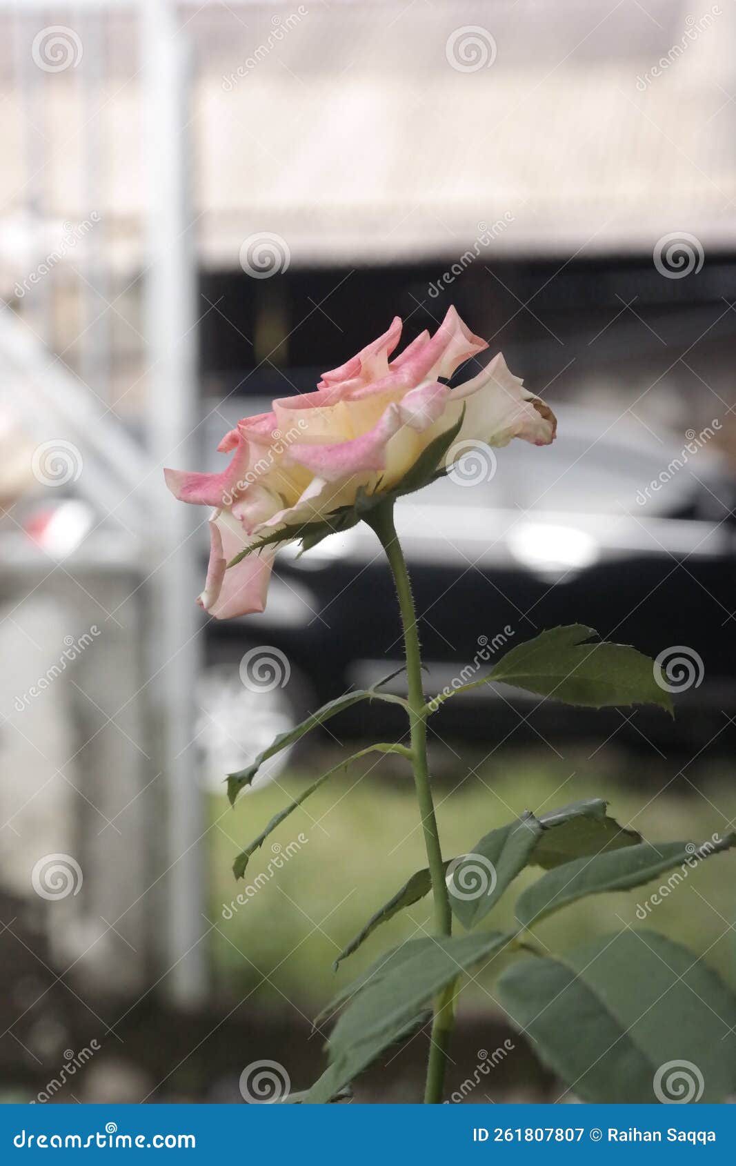 Rose with two colors stock image. Image of blossom, petal - 261807807