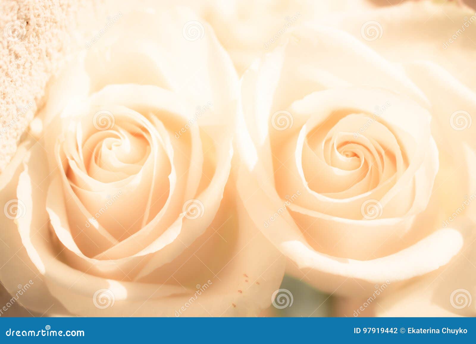 Rose. stock photo. Image of head, floral, pattern, blossom - 97919442