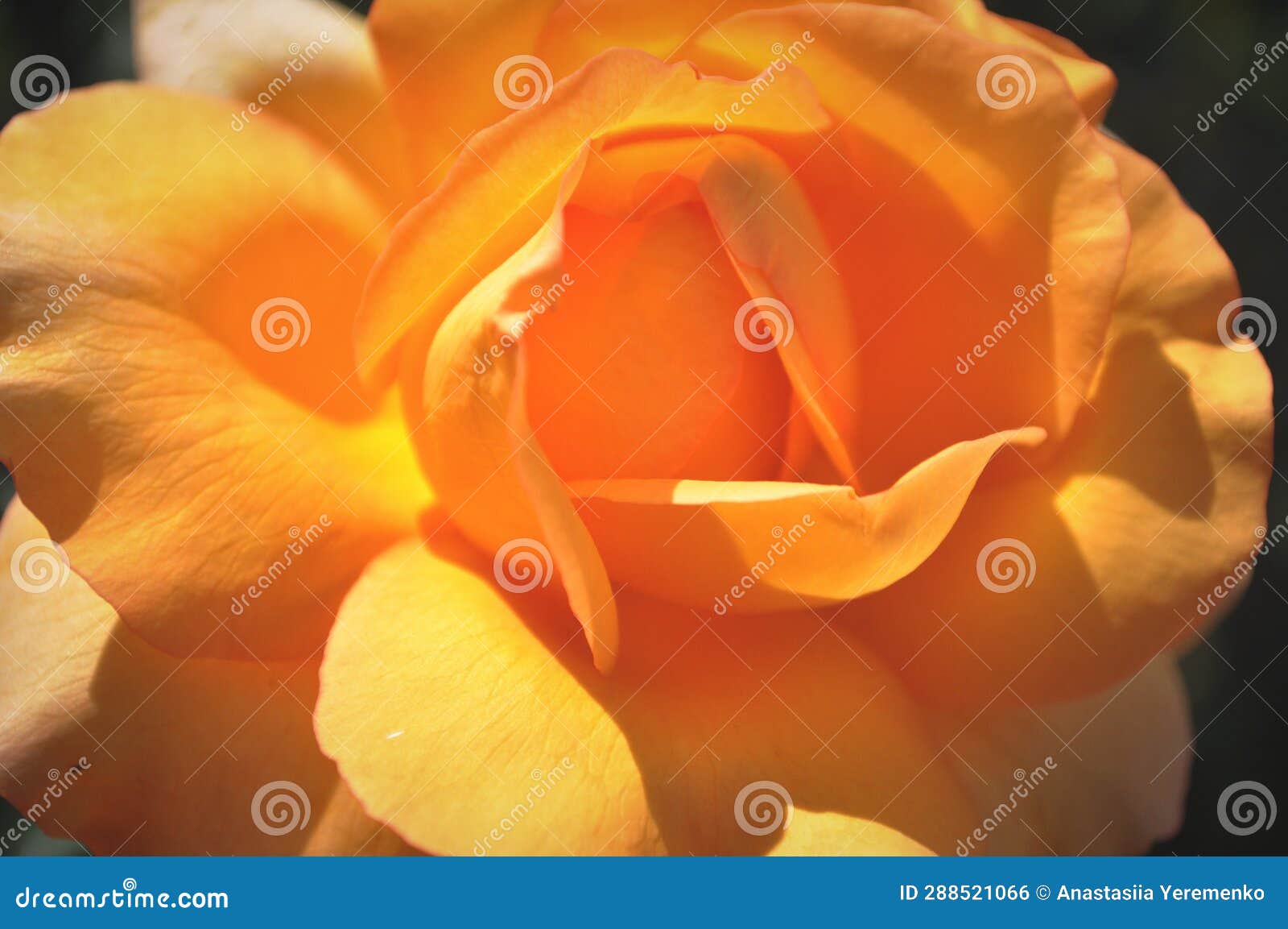 Rose in Ukraine stock photo. Image of yellow, pink, produce - 288521066