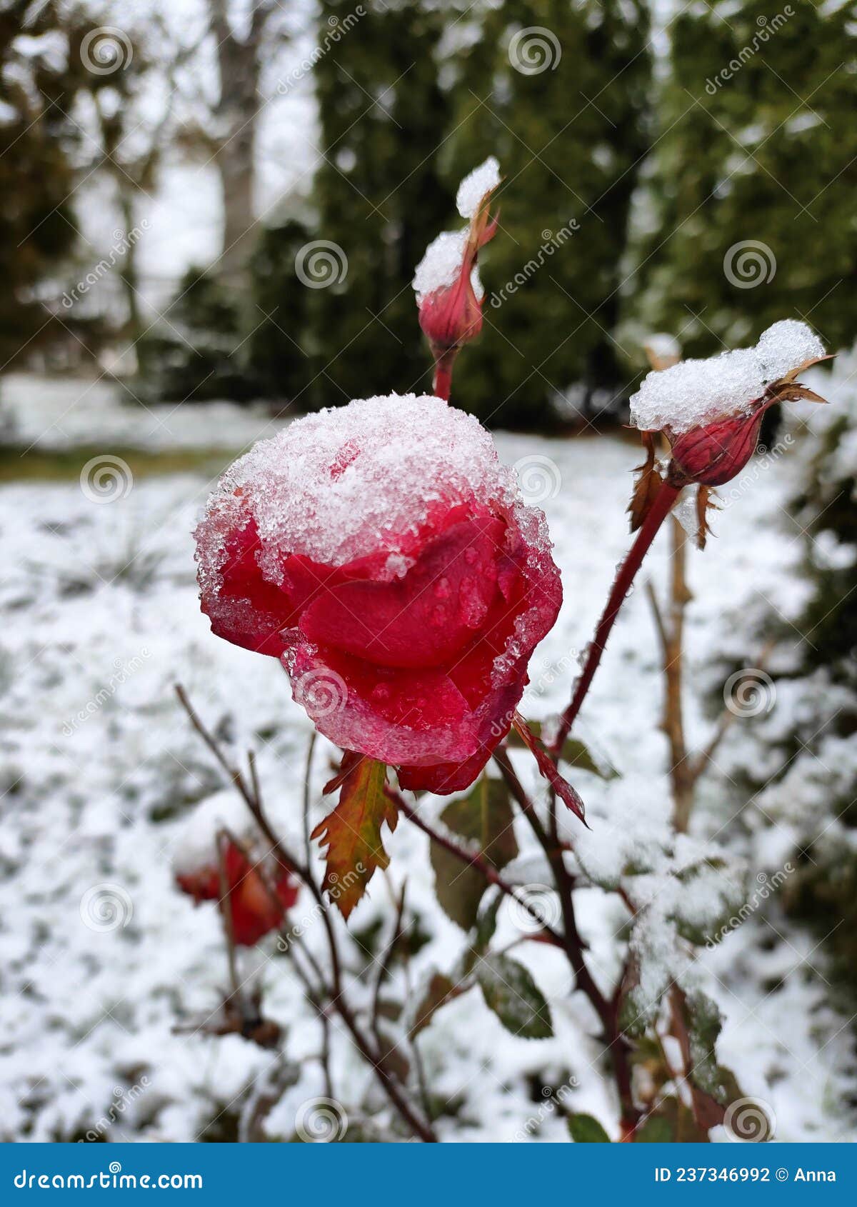 Rose under the snow stock photo. Image of snow, rose - 237346992