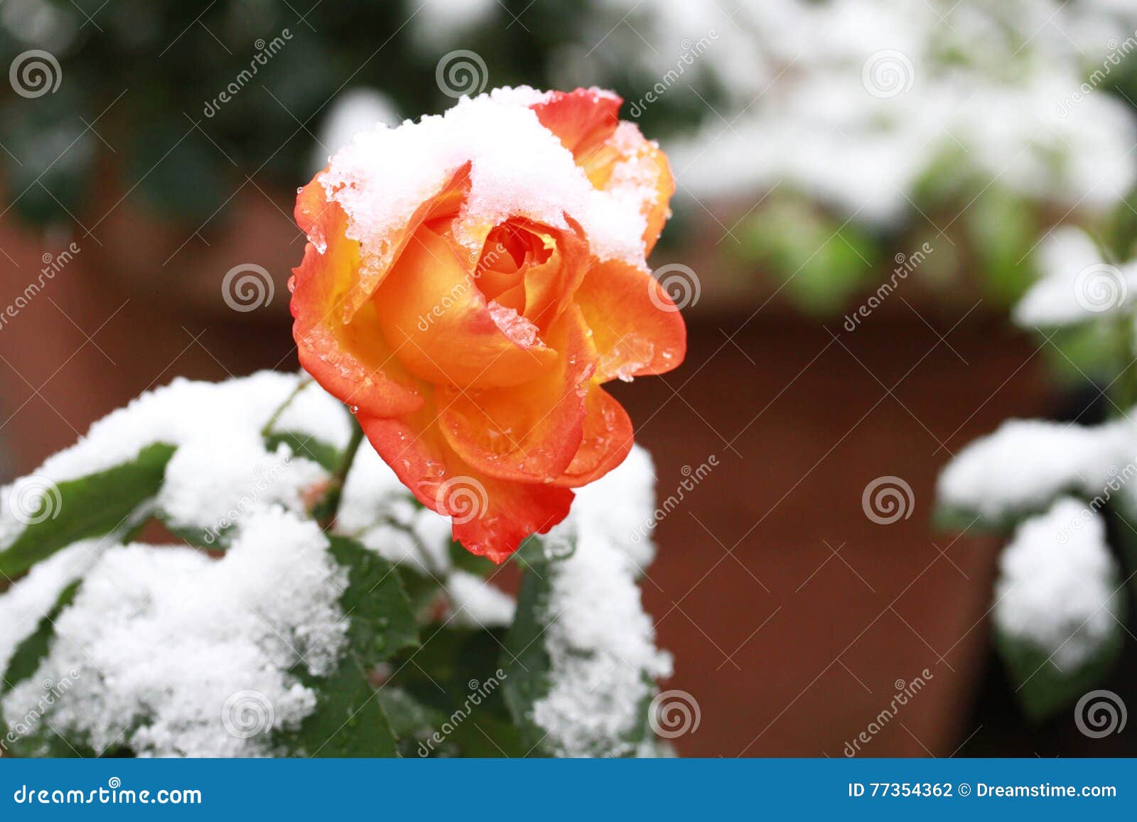 Rose under snow stock photo. Image of inspiration, autumn - 77354362
