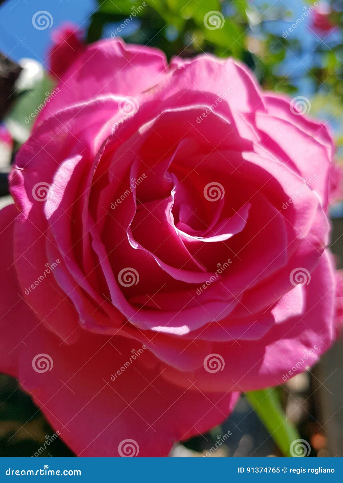 Rose stock image. Image of rosier, fleur, rose, nature - 91374765