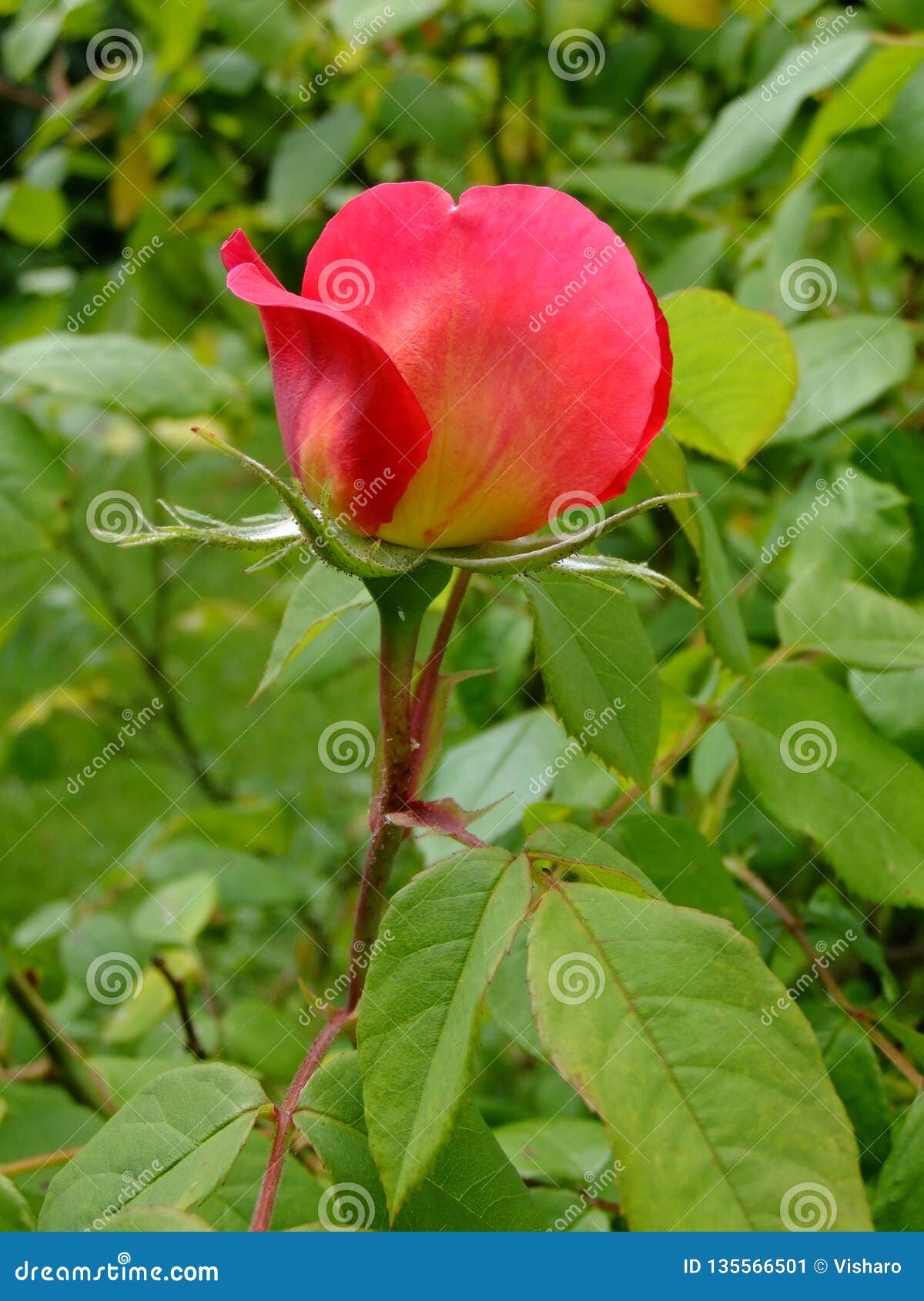 Rose Unfolding stock image. Image of green, spring, outside - 135566501