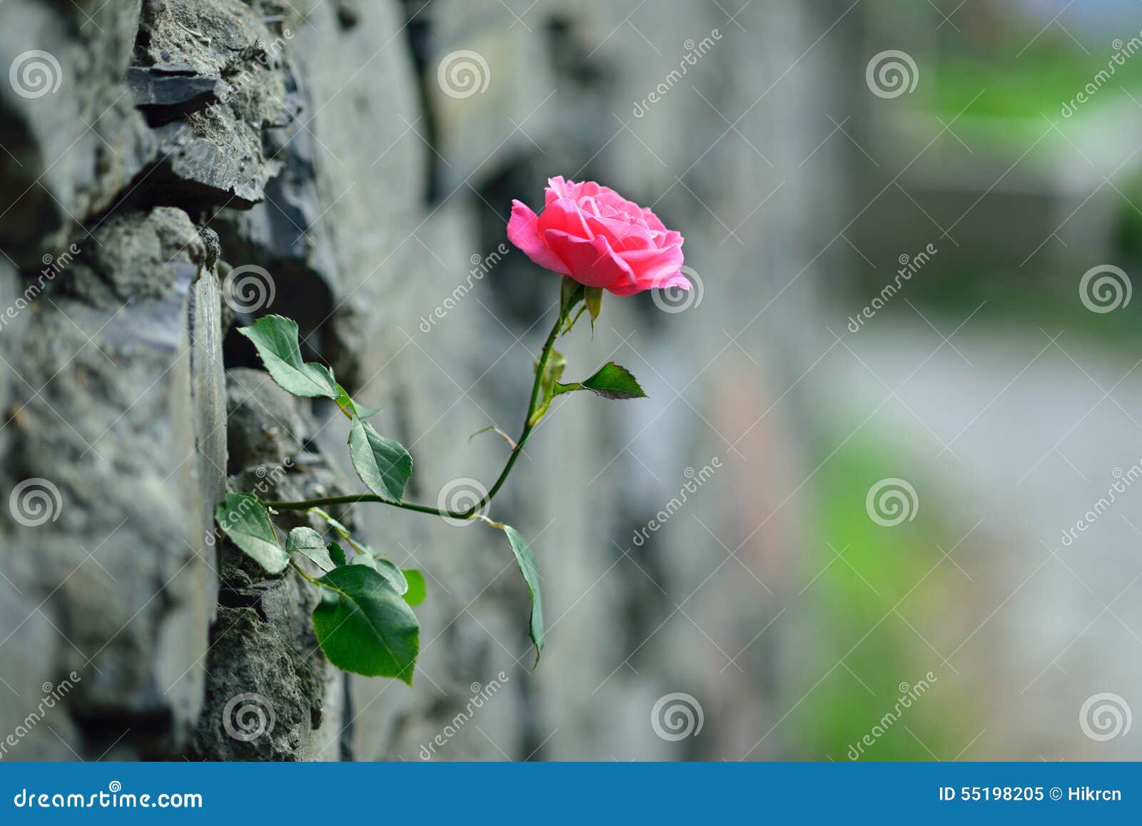 Rose up through the wall stock image. Image of green - 55198205