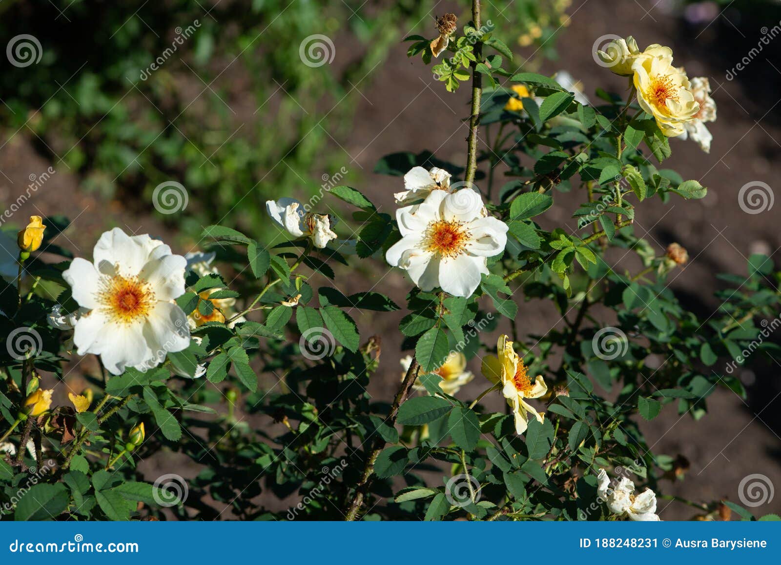 Rose Variety Aicha Flowering in a Garden Stock Image - Image of flower ...