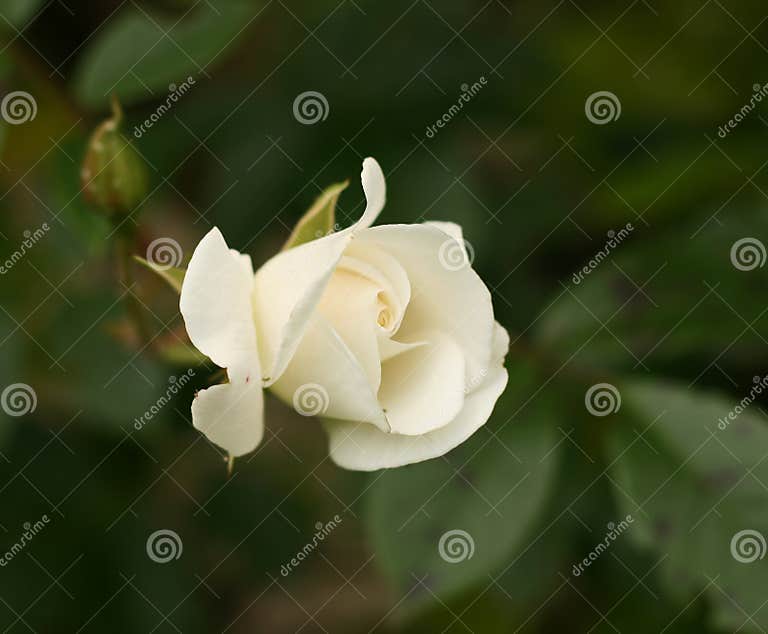 Rose variety Iceberg stock photo. Image of growth, rose - 11712746