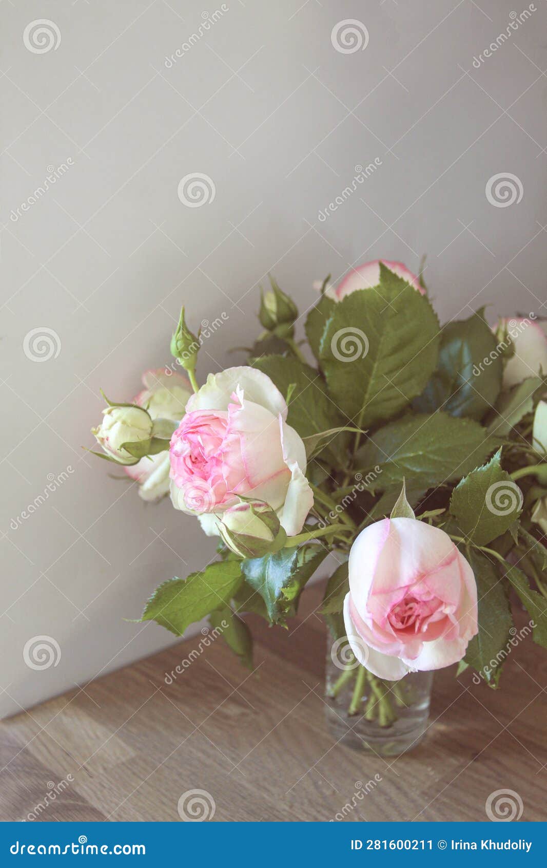 Rose Variety Pierre De Ronsard Stock Image - Image of pierre, rose ...