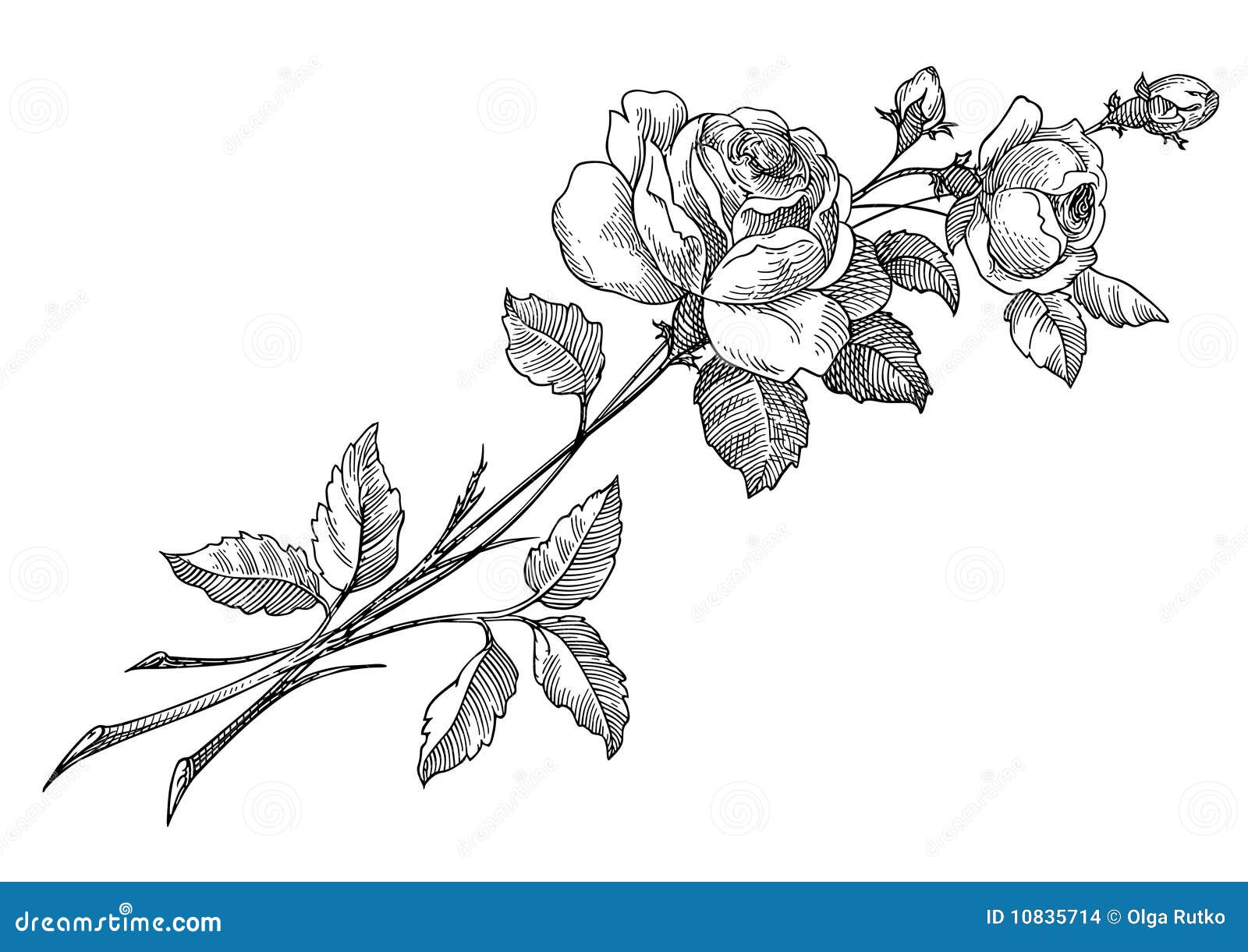 Rose vector stock vector. Illustration of nature, scroll - 10835714