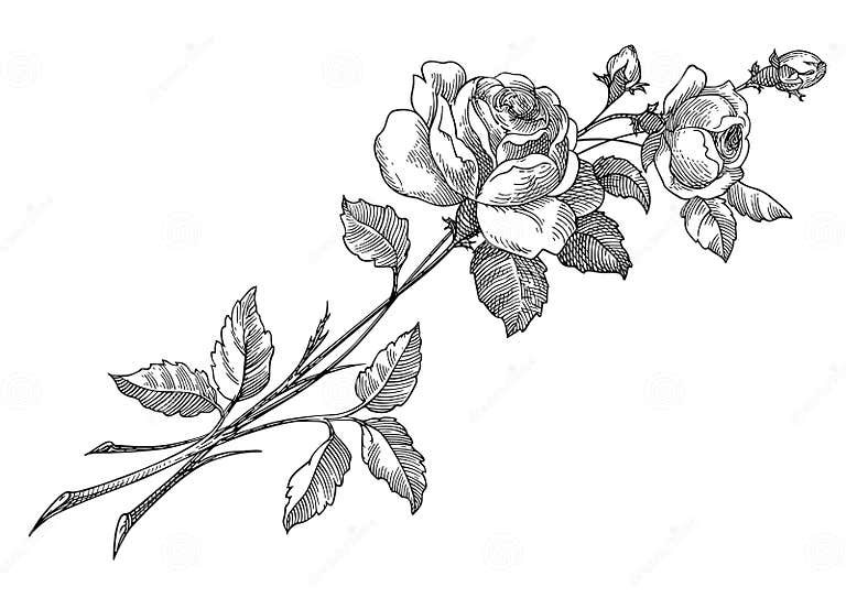 Rose vector stock vector. Illustration of nature, scroll - 10835714