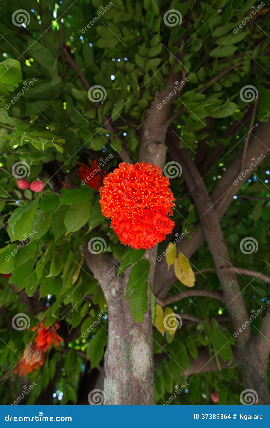 Rose of Venezuela stock photo. Image of flower, beautiful - 37389364