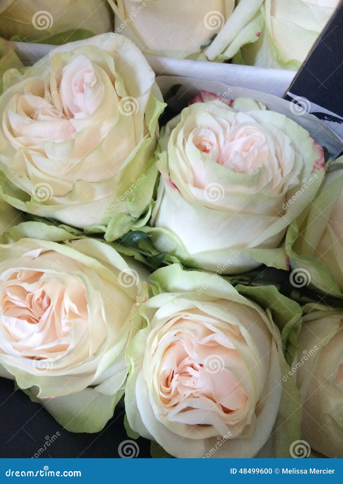 Rose Verde Chiaro E Color Crema Fotografia Stock - Immagine di polline ...