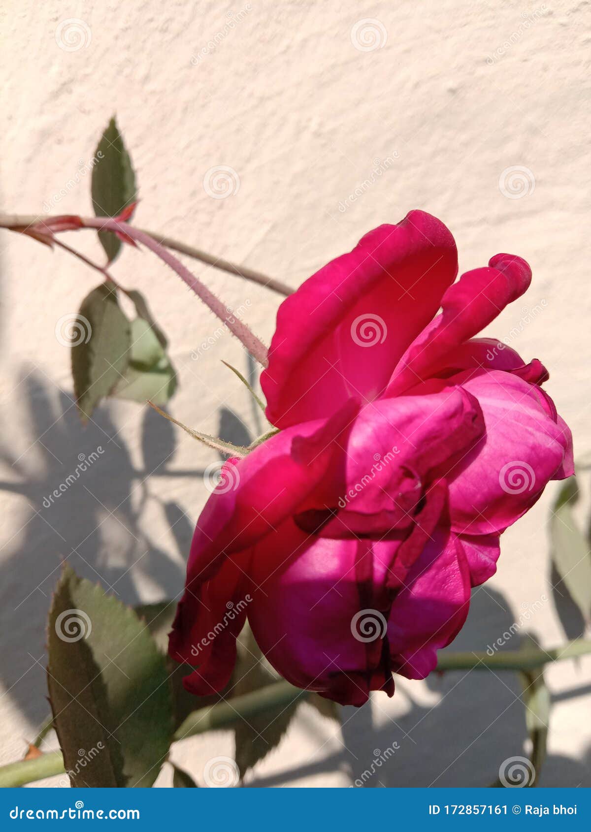 Rose is Very Beautiful and Mind-blowing Stock Image - Image of rose ...