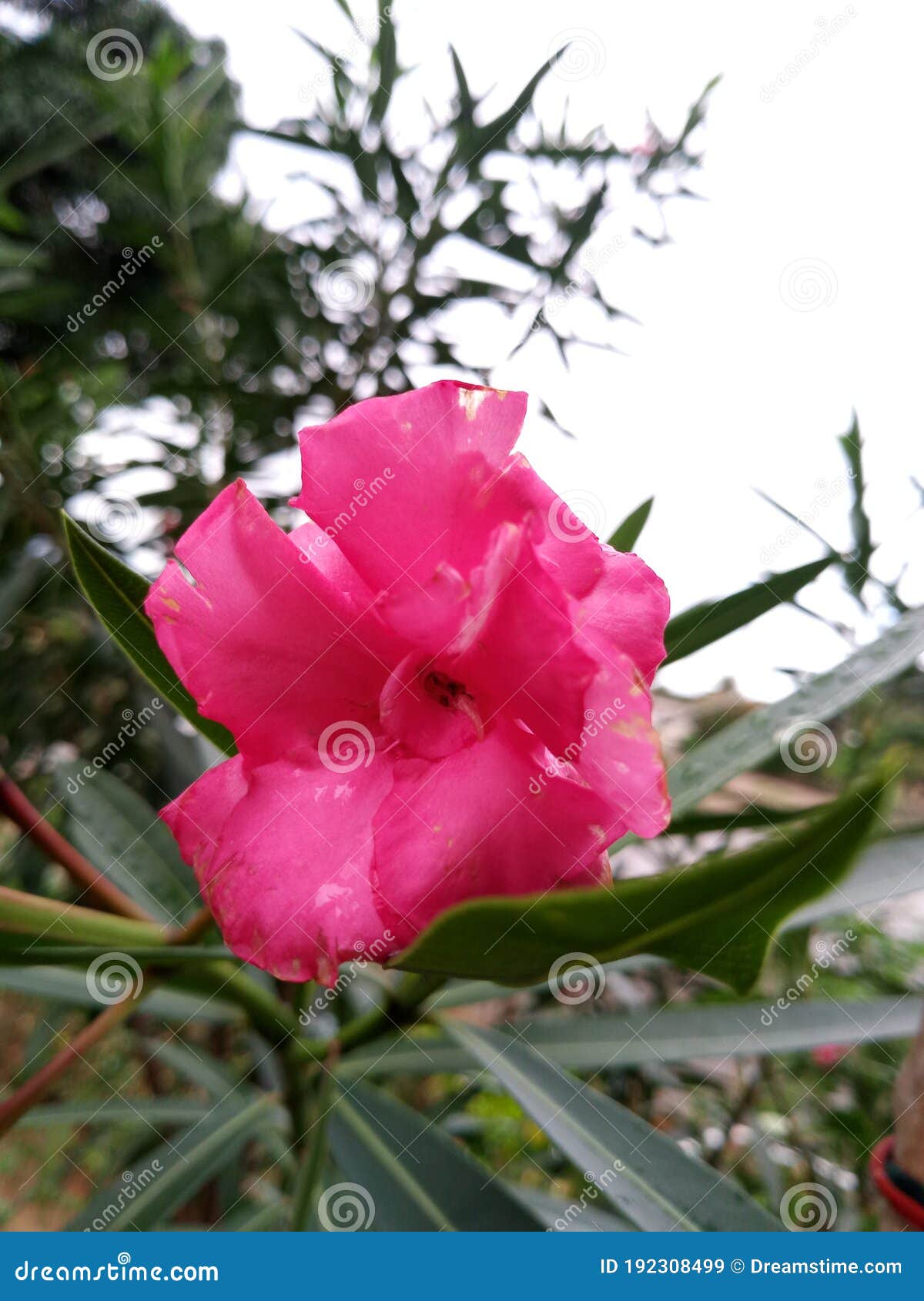 Rose very flower stock image. Image of flower, peony - 192308499