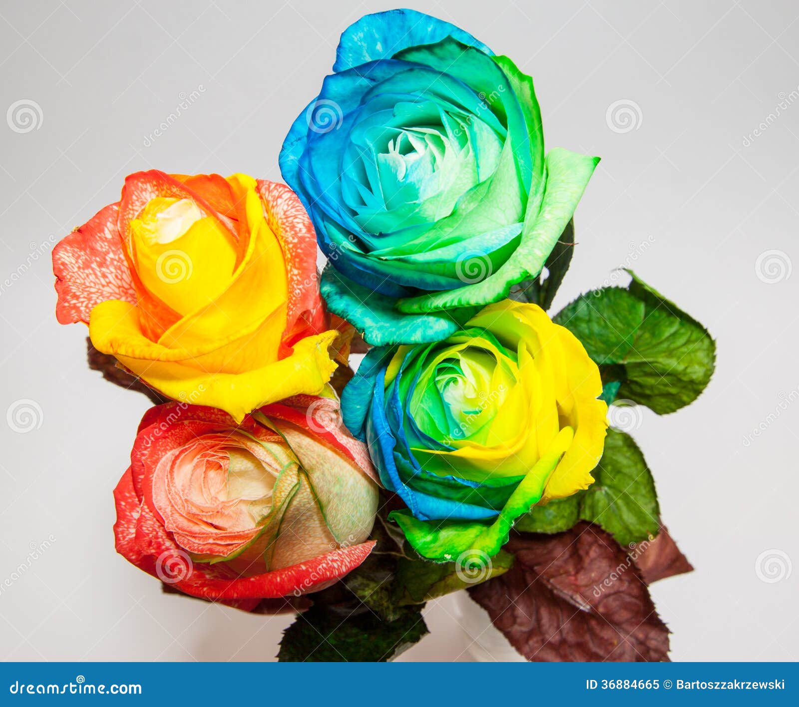 Rose in vielen Farben stockbild. Bild von blume, liebe - 36884665