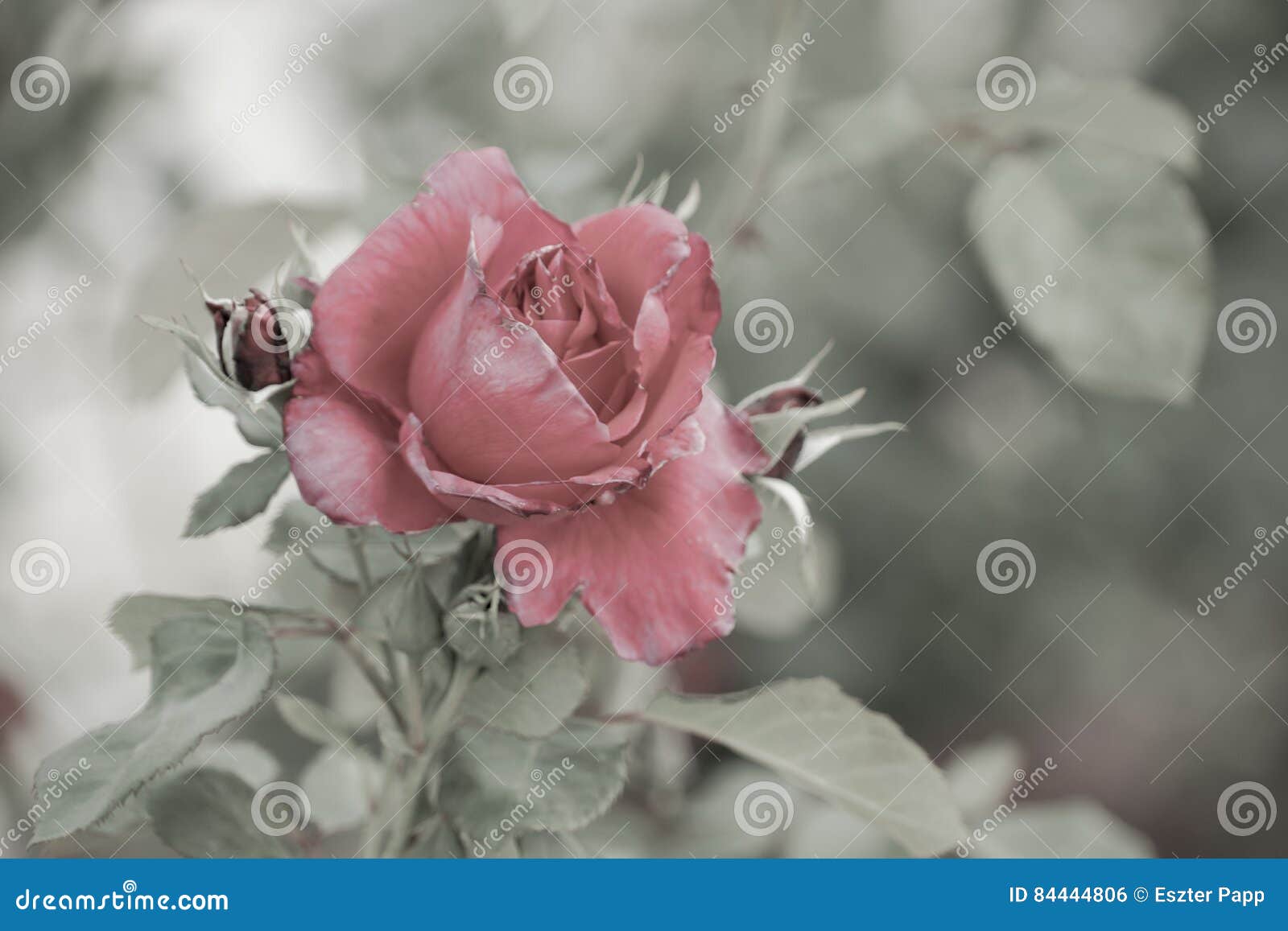 Rose with vintage color stock photo. Image of five, flower - 84444806