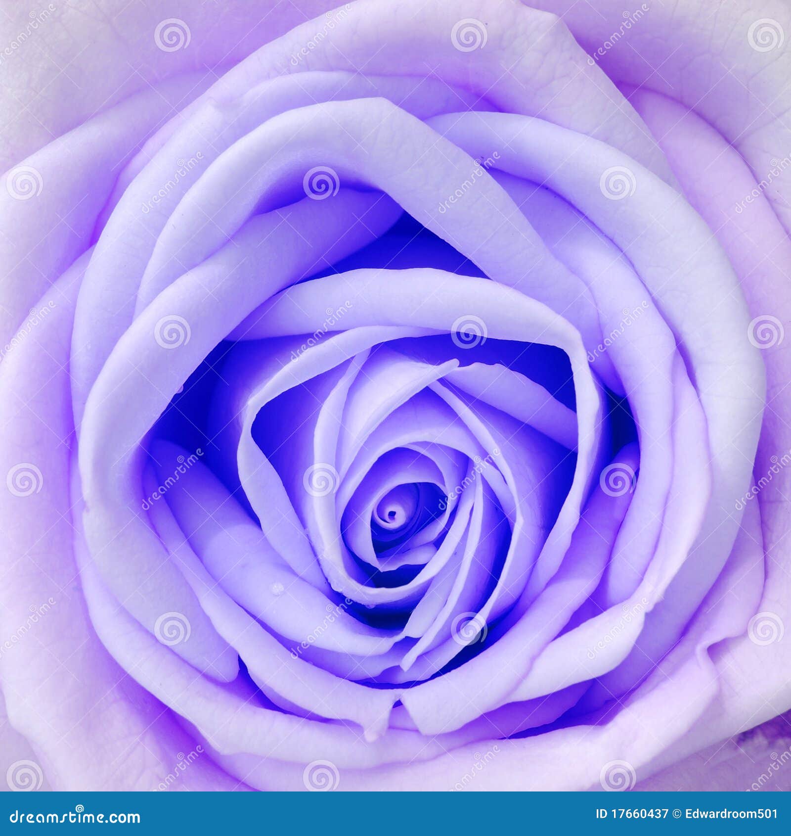 Rose Violet Happy Love Fresh New Day. Stock Image - Image of cream ...