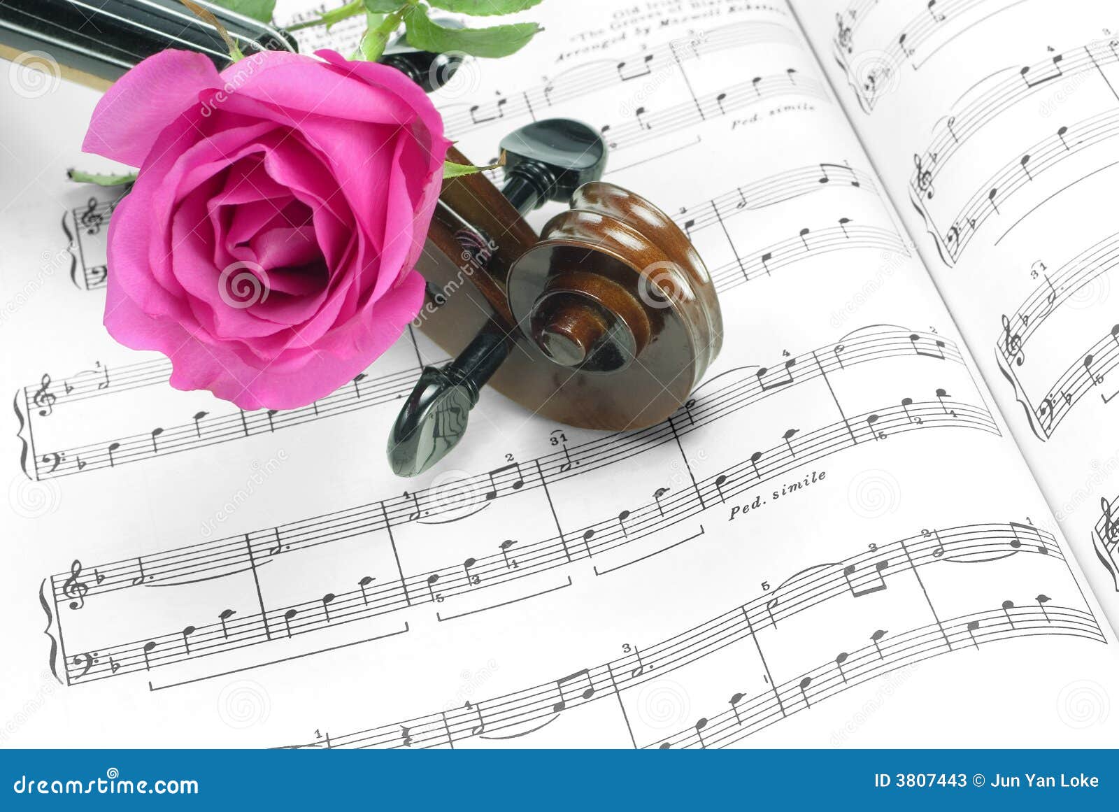 Rose and Violin stock image. Image of musicnotes, sheet - 3807443
